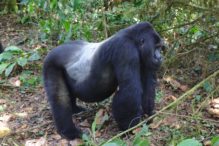 Silverback Gorilla - Facts Weight, Strength, Size & Lifespan