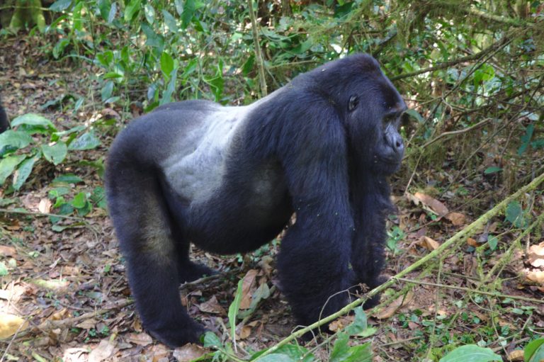 How Do Gorillas Mate? - Courtship, Reproduction and Breeding