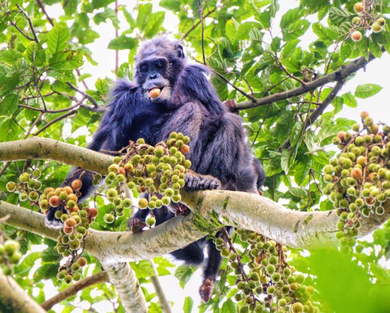 Chimpanzee Trekking Rwanda in Nyungwe Forest Park