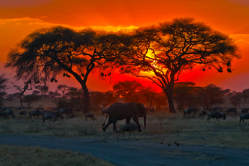Affordable Luxury African Safari Photos & Video Gallery