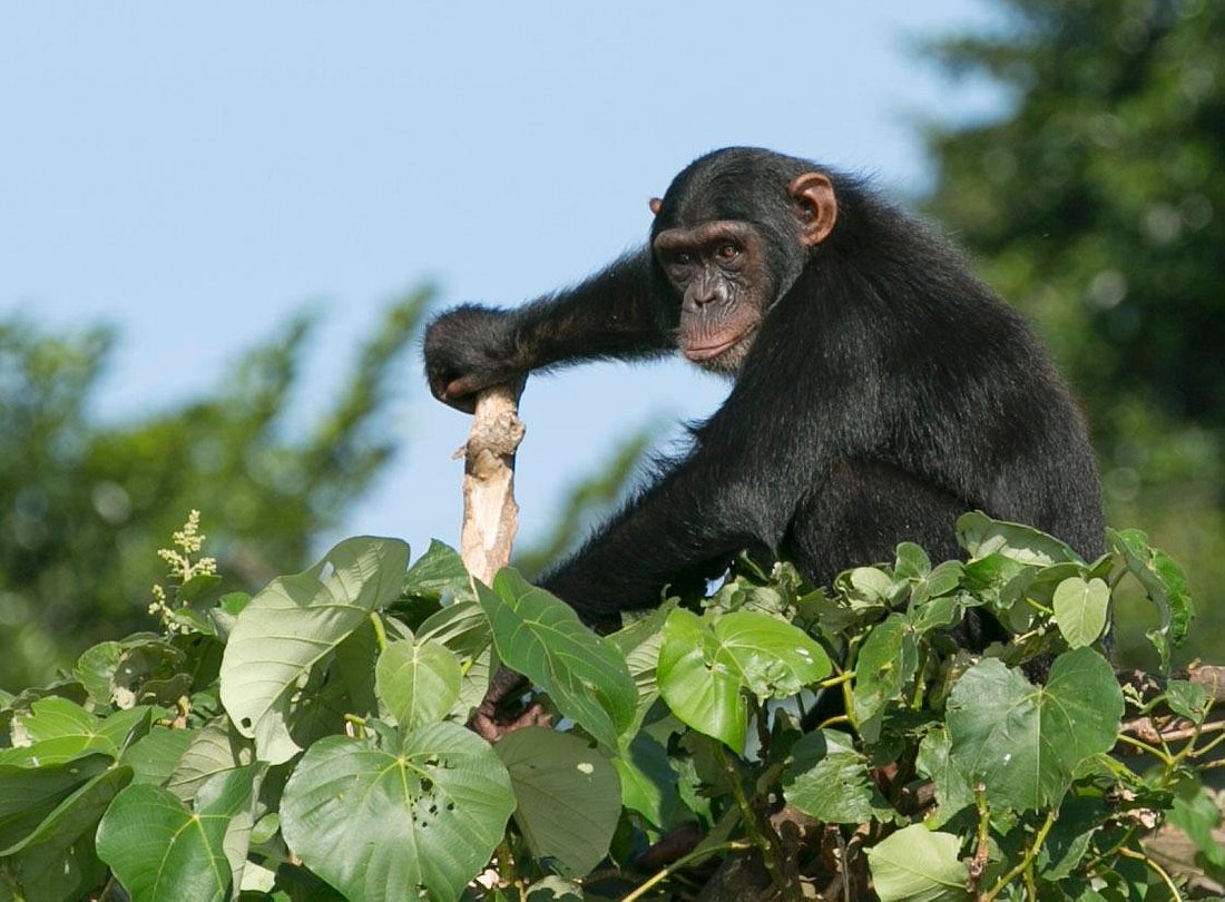 3 Days Honeymoon Ngamba Island Tour (Best Chimpanzee Safari)