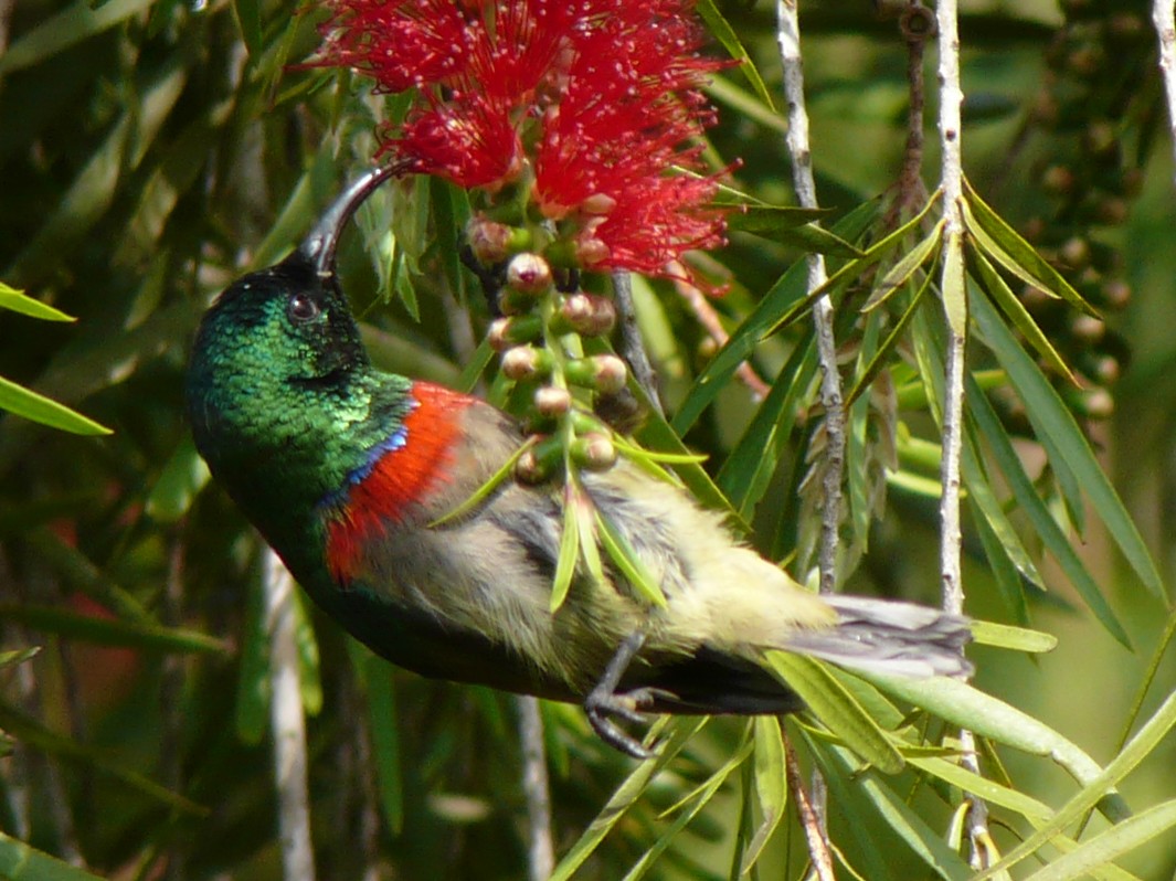 7-Day Usambara Endemics Birding Tanzania Itinerary