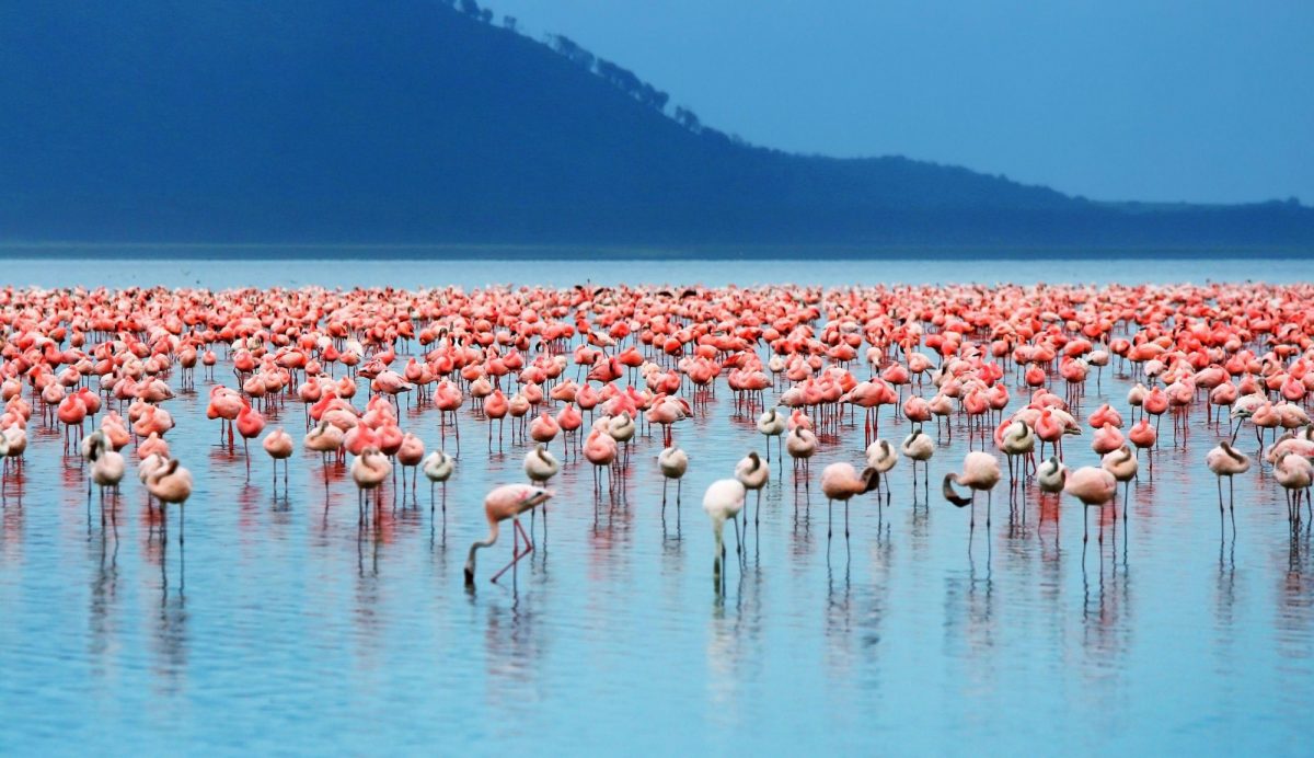 Lake Nakuru National Park Safaris & Activities -Travel Guide