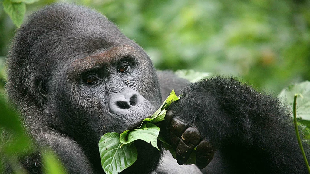 Eastern Lowland Gorilla Facts Size Behavior Habitat Diet