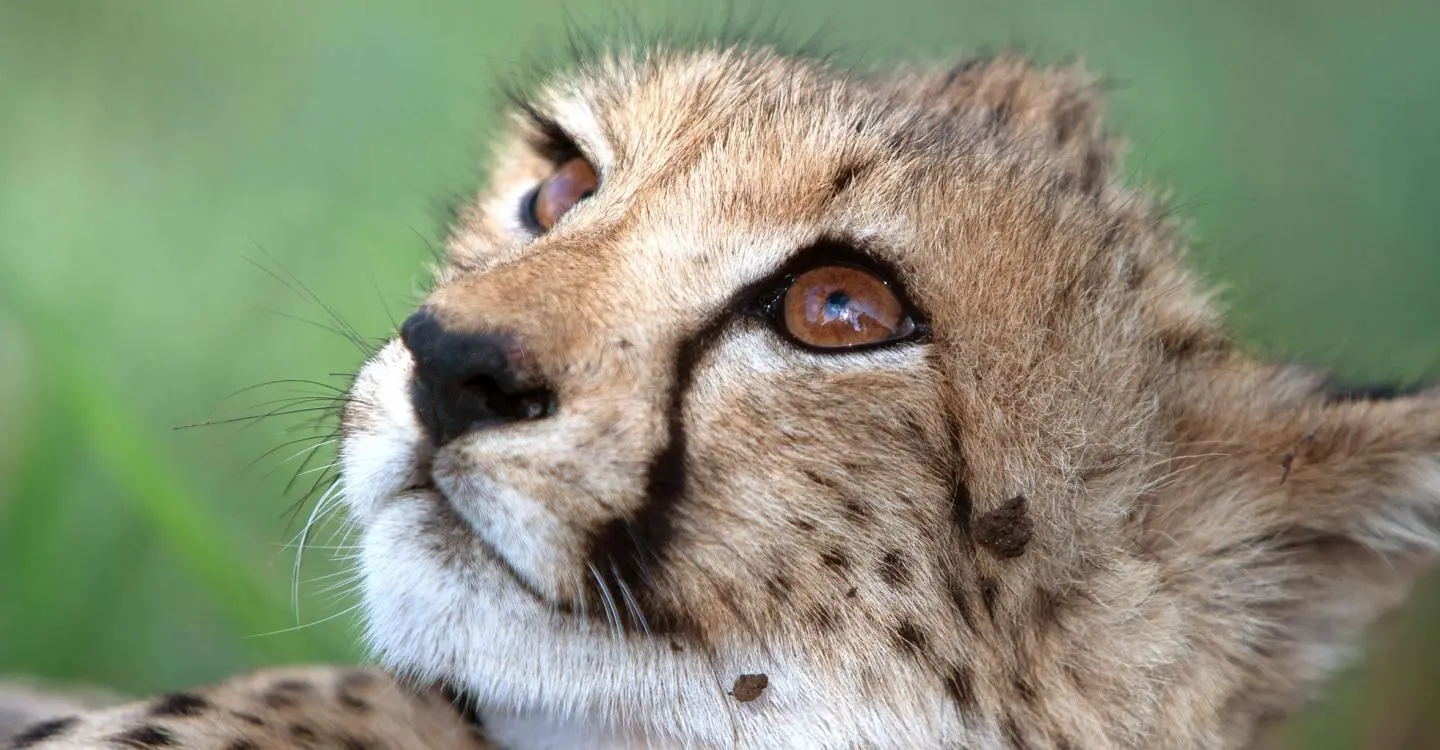 Cheetah: Facts, Behaviors, Diet, Scientific Name, Habitats