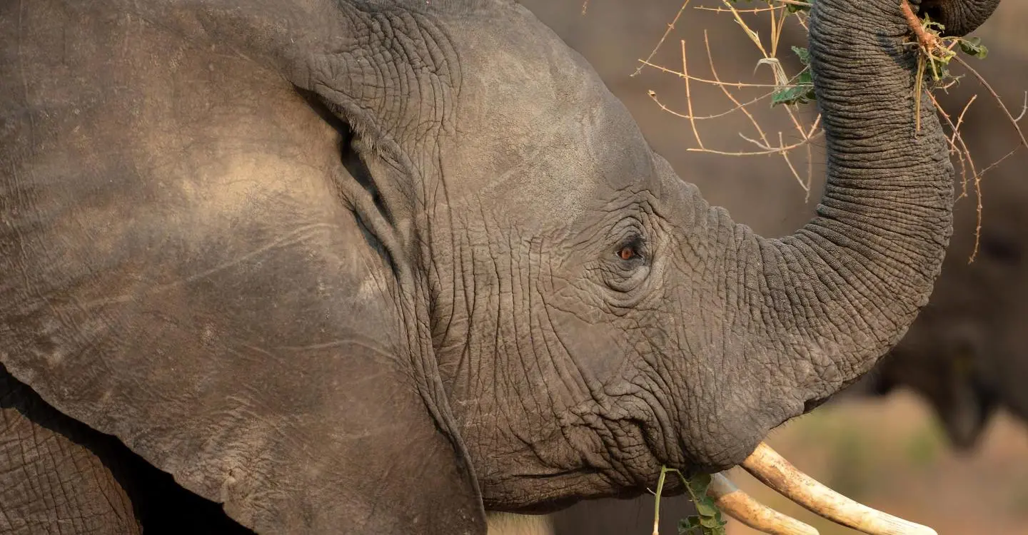 African Elephant: Facts, Lifespan, Diet, Habitat, Size