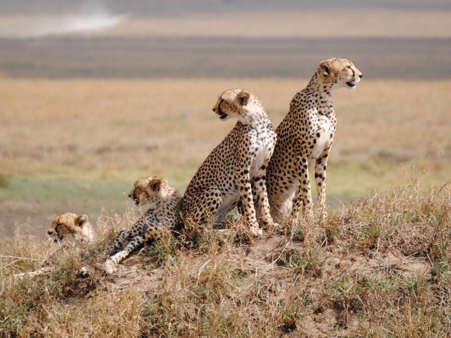 Serengeti Animals (A List of Animals in Serengeti & Photos)