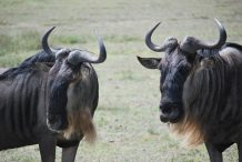 Wildebeest: Facts, Size, Weight, Diet, Behaviors, and Habitats
