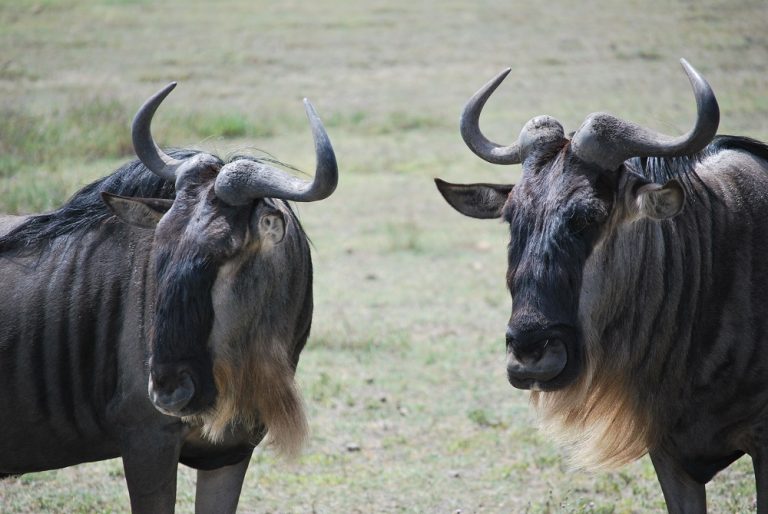 Wildebeest: Facts, Size, Weight, Diet, Behaviors, and Habitats