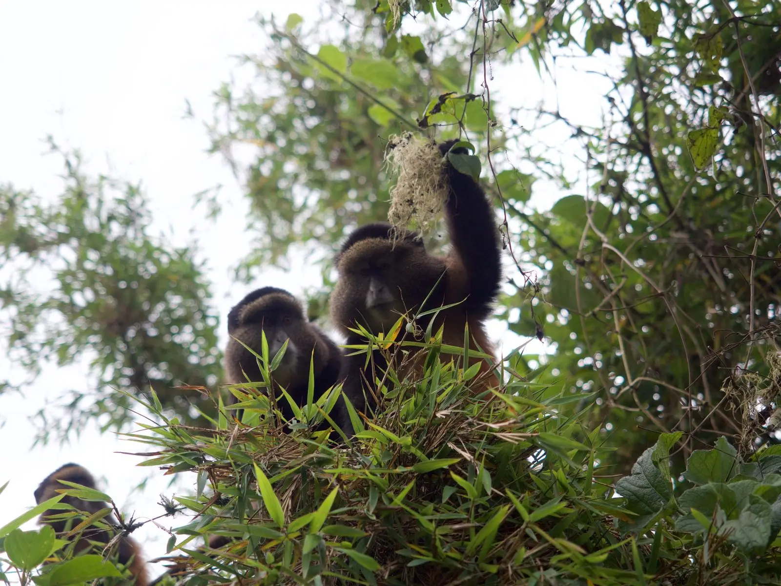 Golden Monkeys Facts, Lifespan, Diet, Habitats & Photos