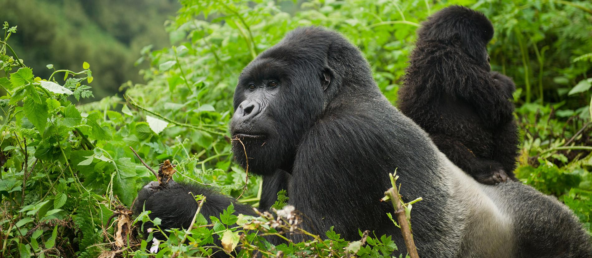 Mountain Gorillas: Facts, Lifespan, Diet, Habitat, Weight