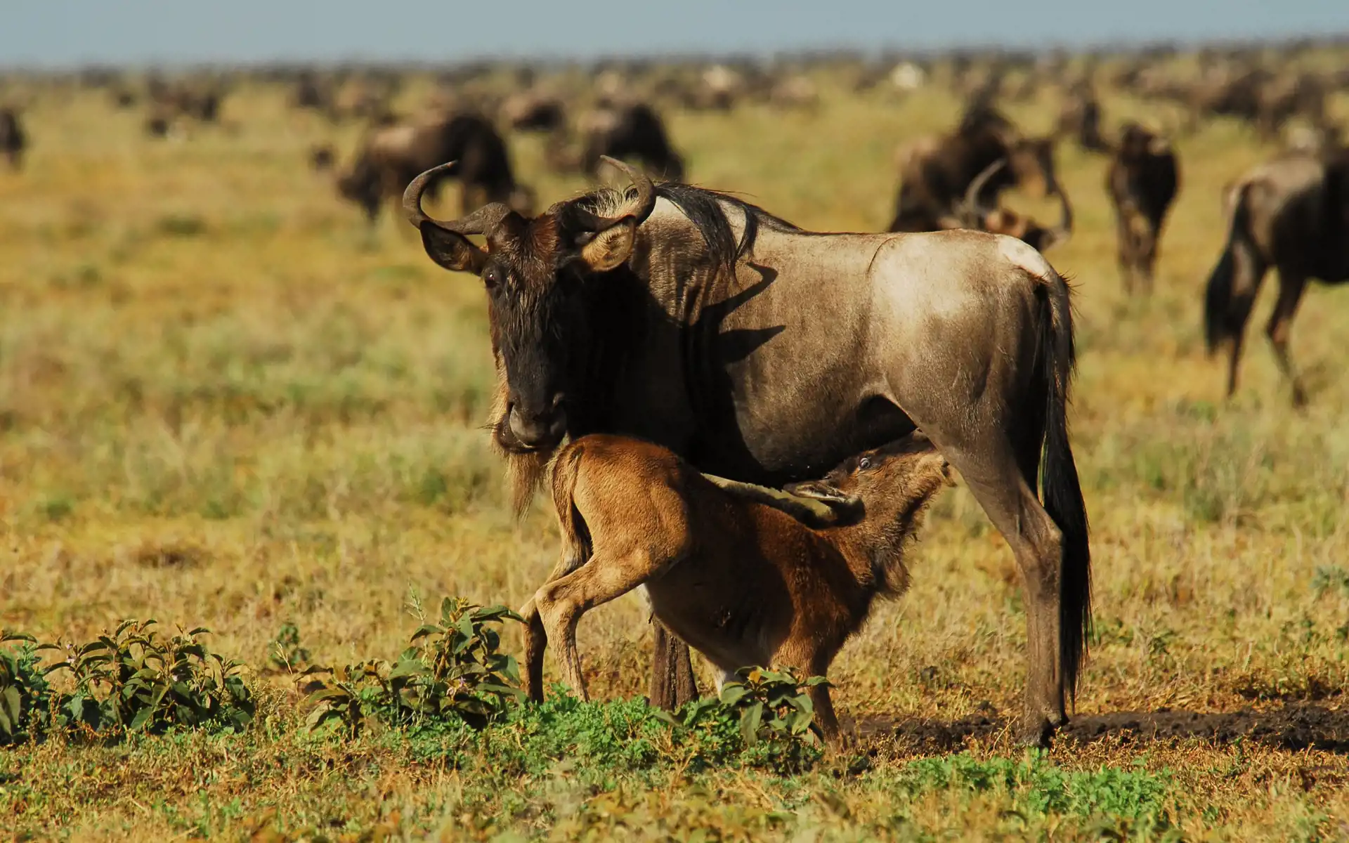 Wildebeest Calving Season In Serengeti And Ndutu 2027