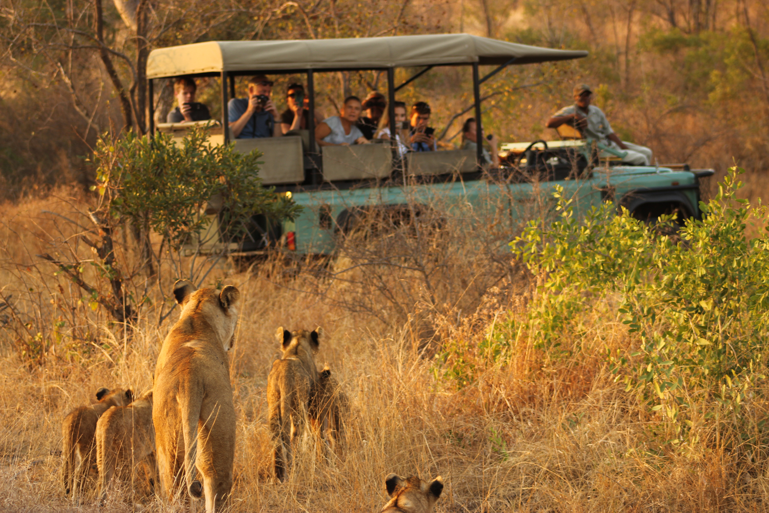 Kruger Bucket List: Epic Things to Do in Kruger National Park