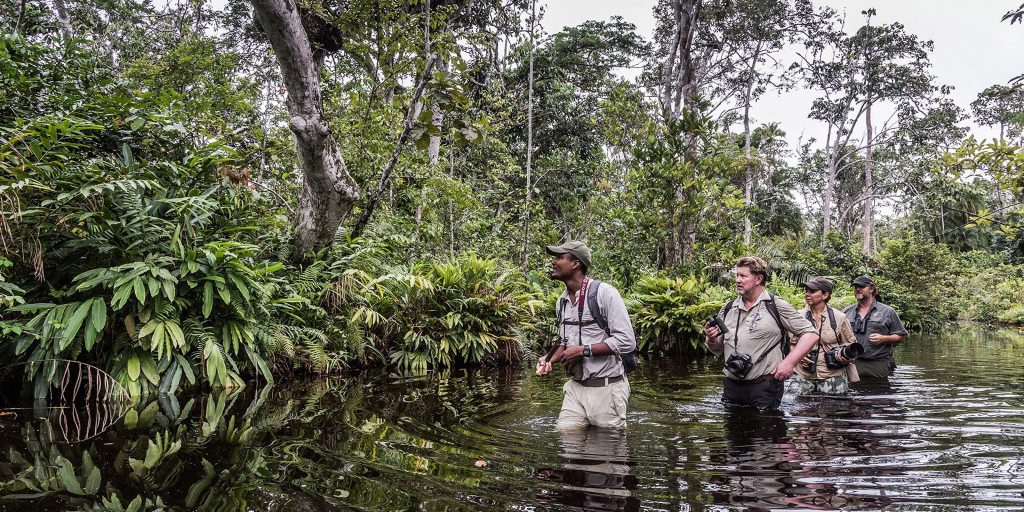 An Ultimate Congo Safari | Why Go On A Congo Safari?