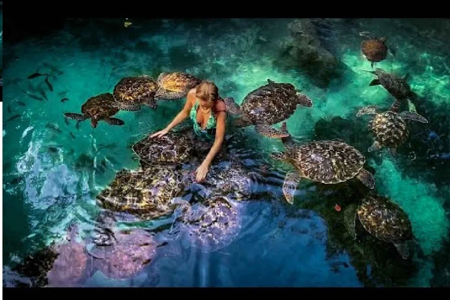 Ultimate Guide to Swimming With Turtles Sanctuary Zanzibar