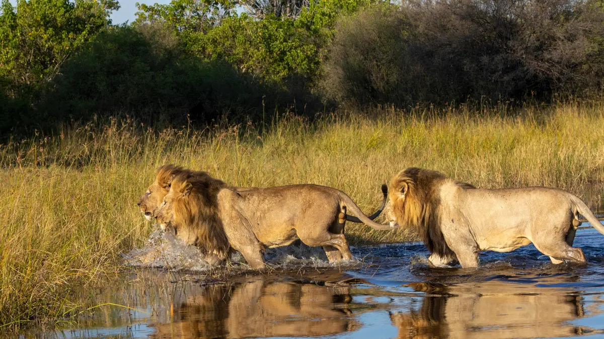 Jacob And Tibu Lions Record-Breaking Swim Crossing Kazinga