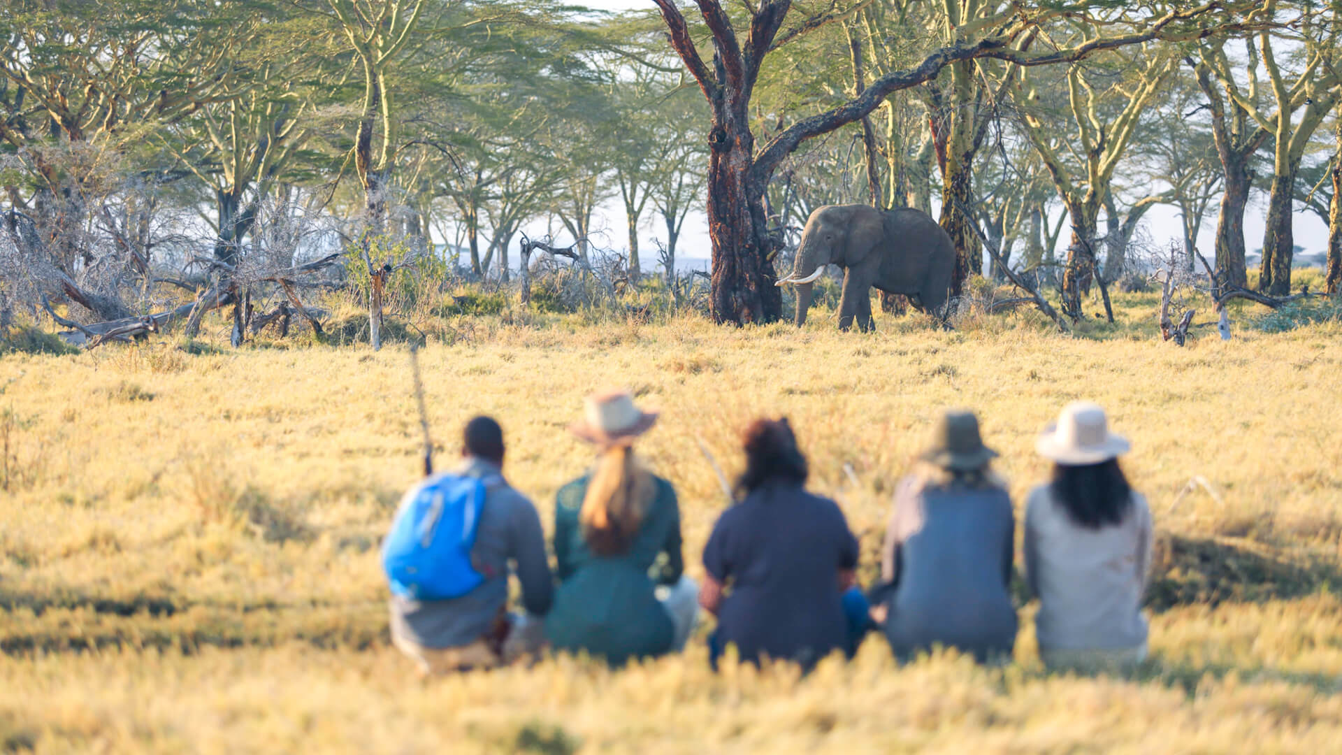 Luxury African Conservation Safaris. Hands-on Experiences